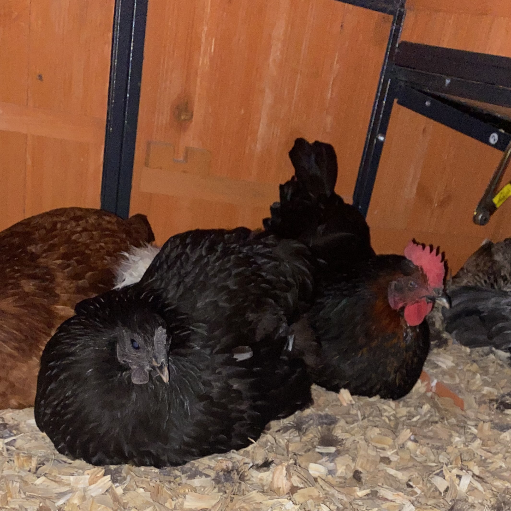 Are Chickens Right For You? – Roots of a Southern Kitchen